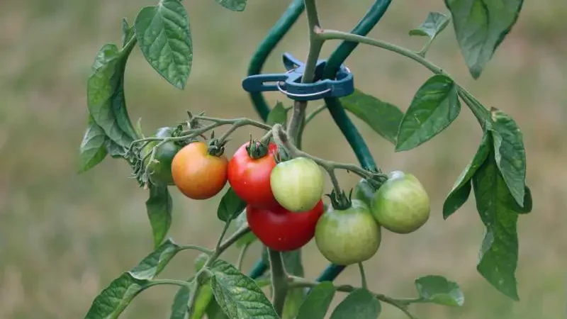 Why My Tomatoes Taste Bitter Or Sour - Gardeners Yards