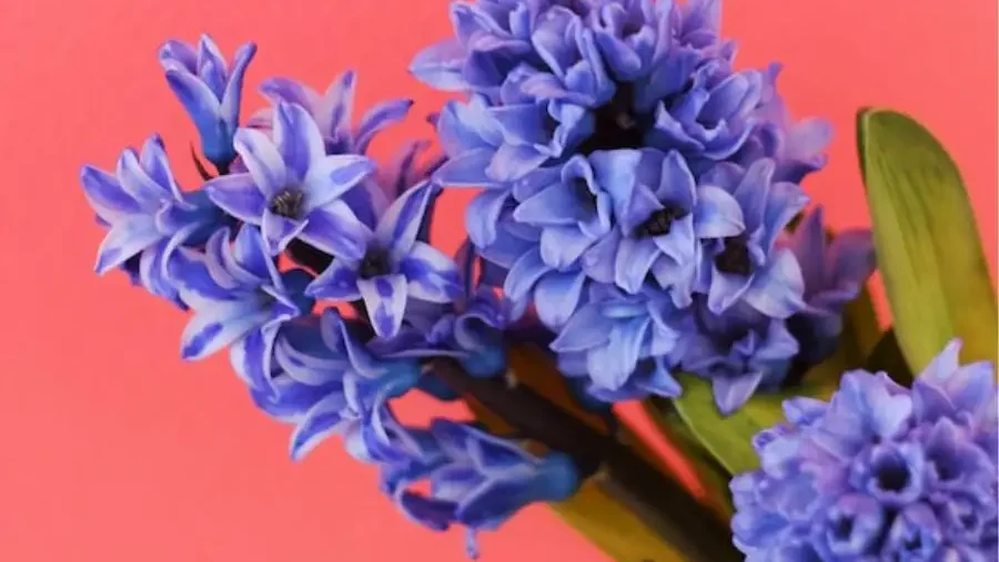 Flowers Represent Anxiety and Depression - Gardeners Yards