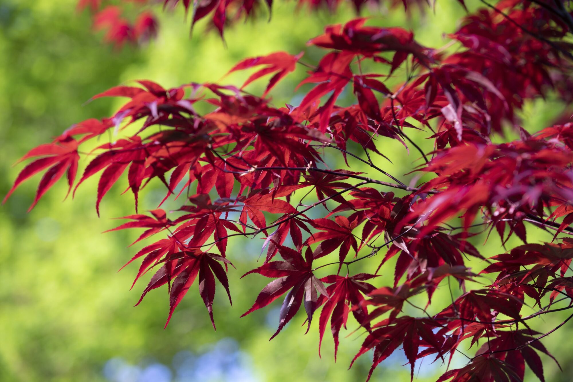 Dwarf Acer Trees: Care and Varieties - Gardeners Yards