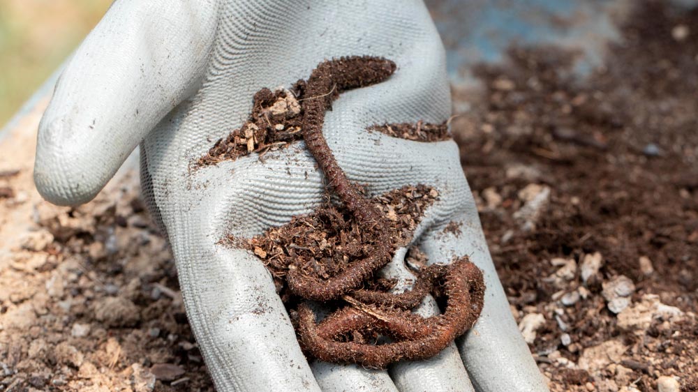 5 Reasons Why There Are No Worms In Your Garden - Gardeners Yards